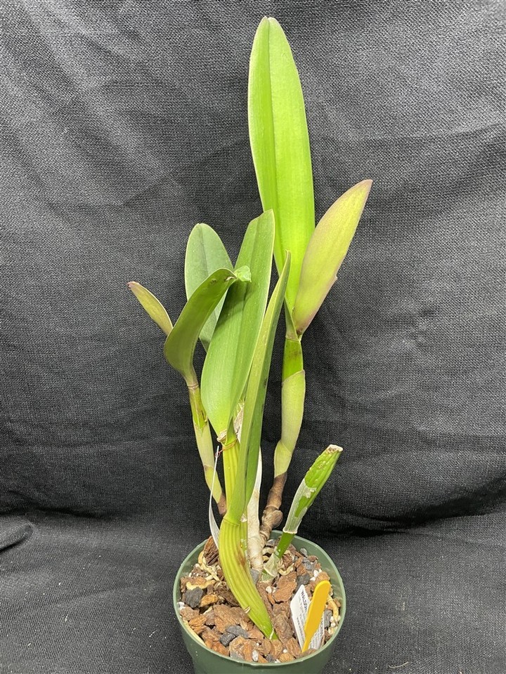 Blc. Norman's Bay `Hercules' FCC/RHS, JC/AOS Original Division Cattleya Orchid | eBay