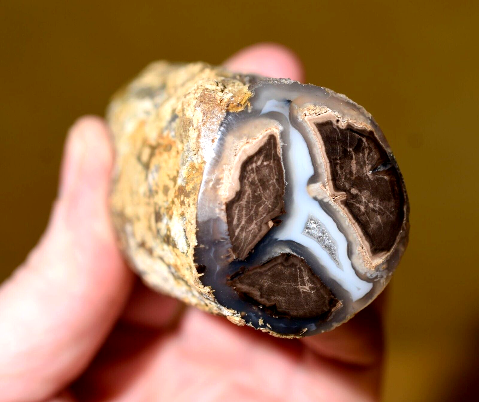 Amazing Blue Forest Agatized Petrified Eocene Wood Fossil Tree Limb ...