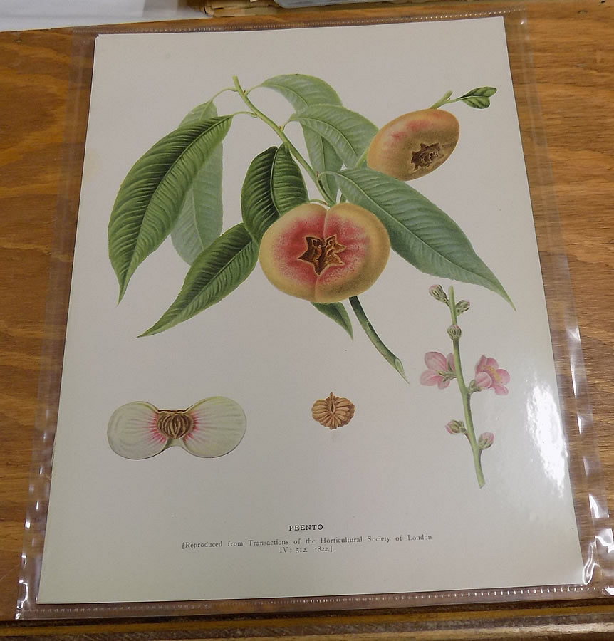 1917 Antique COLOR Print of the PEENTO PEACH | eBay