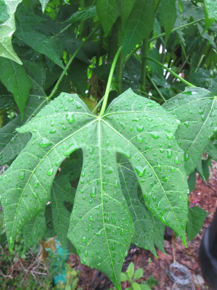 Chaya Mansa Maya True Chaya Spinach Tree Spineless Organic Plant 5 ...