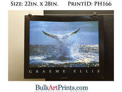 (22 x 28) Poster Art Prints PH166 Graeme Ellis Whale | eBay