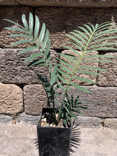 Encephalartos Cerinus WAXEN CYCAD Dwarf Blue Plant Ice Blue Cycads ...