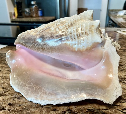 Extra Large Conch Seashell Sea Shell Natural Pink 4.3lbs Nautical ...