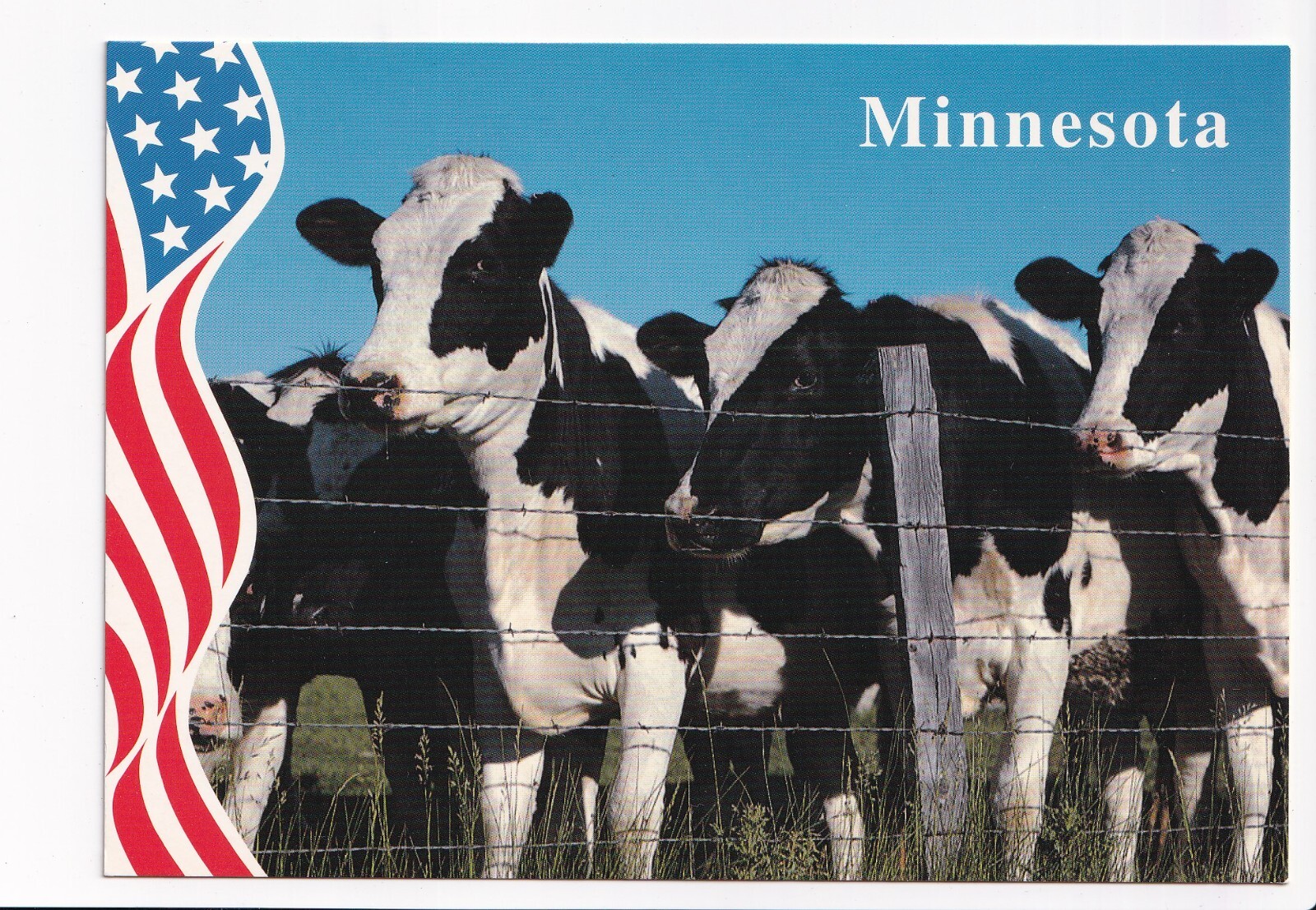 Vintage Postcard Continental Minnesota Holstein Dairy Cows | eBay