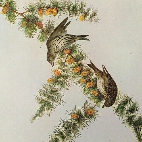 John James Audubon Birds PINE SISKIN Vintage Book Plate Art Print 281 ...