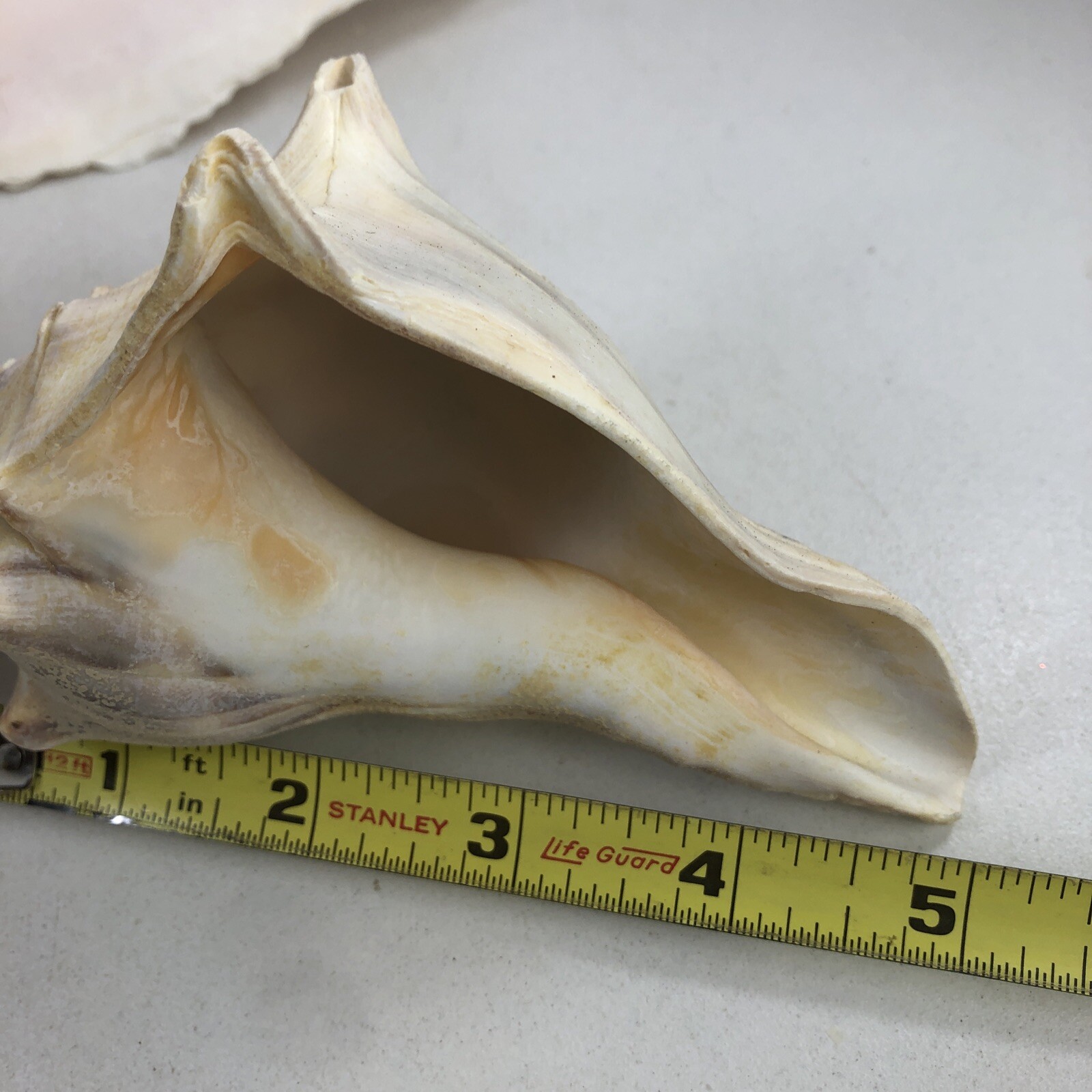 Lot of 4 Large Seashells SEA SHELLS for Aquarium Beach Ocean Coastal Decor | eBay