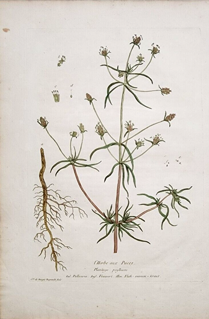 Regnault, Nicolas Francois (1746-1810) › Fleawort | eBay