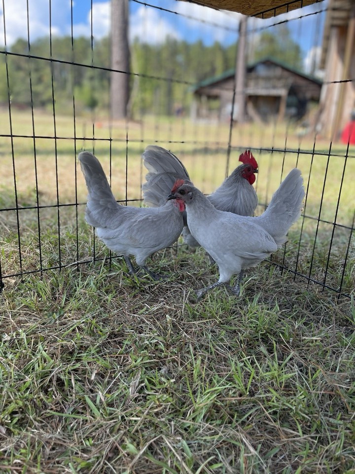 6 Lavender Bantam Eggs! Self Blue Oegb Bantams! | eBay