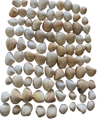 Collection Of 100 Cockle Shells 3/4"-1&1/2" | eBay
