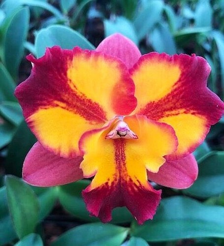 IN SPIKE / BUD ~ Cattleya Orchid ~ Pot. Burana Fire 'Momilani' ~ 4" Pot ...