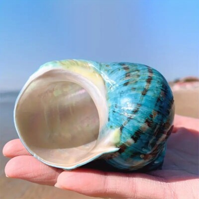 Large Natural Conch Seashell Hermit Crab Green Turbo Rare Real Aquarium ...