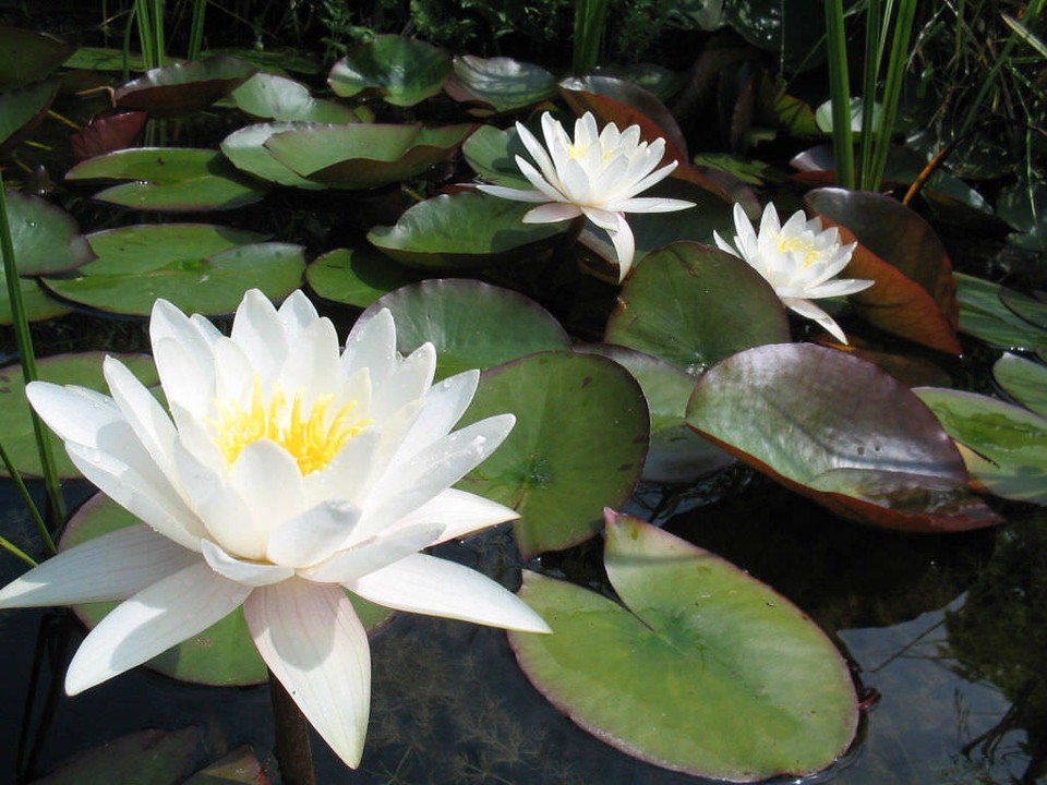 Various NATIVE BRITISH POND MARGINAL PLANTS water bog aquatic wildlife ...