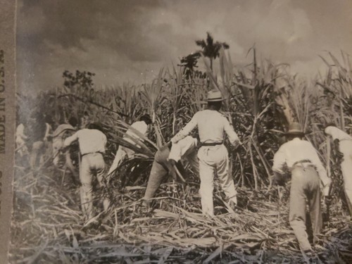 Stereoview Real Photo Cutting Sugar Cane Rio Pedro Porto Rico Antique ...