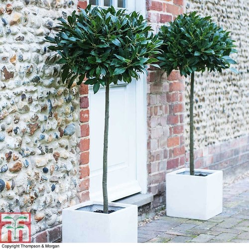 Standard Bay Tree Hardy Garden Evergreen Laurus Nobilis 1 or 2 x 4L ...