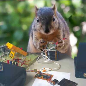 Squirrel Technologies | eBay Stores