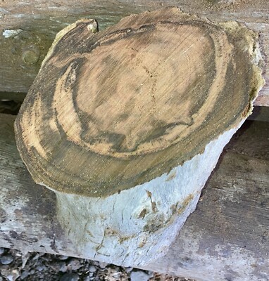 One Unusual Hawaiian Milo Wood Log~6" tall x 8 1/2" wide Turning (#m523 ...