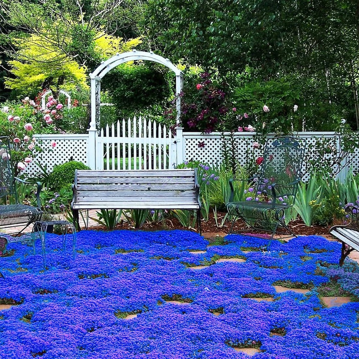Blue Jasmine Ground Cover
