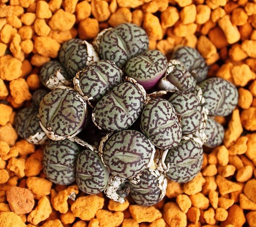 Conophytum Minimum Wittebergense rare mesembs exotic succulent stones ...