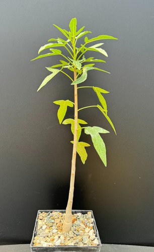 Jatropha capensis - Rare Succulent Well Rooted Plant - 18" tall | eBay