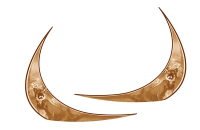 2 RV Trailer Camper Forest River Wildcat Graphics Decals -2512 | eBay