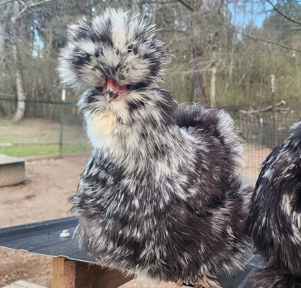 Silkie Hatching Eggs Mottled 6, Satin, Showgirl, Frizzle NPIP & AI ...