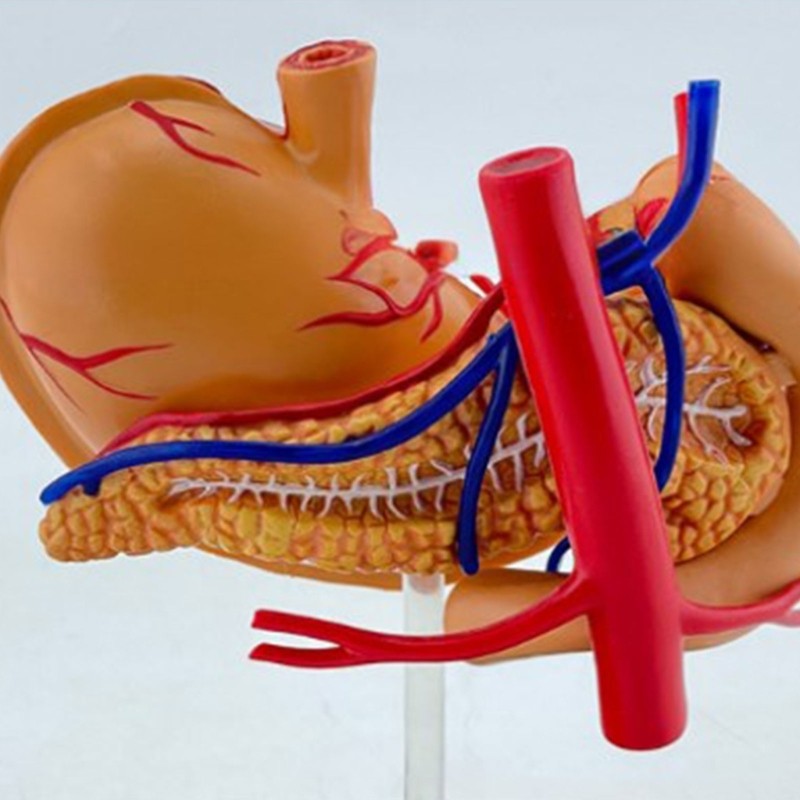 Realistic 4D Stomach Anatomy Model for Medicals Students and ...