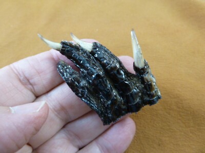 g630-246) Extra SMALL 2" Gator FOOT PAW ALLIGATOR TAXIDERMY feet claw ...