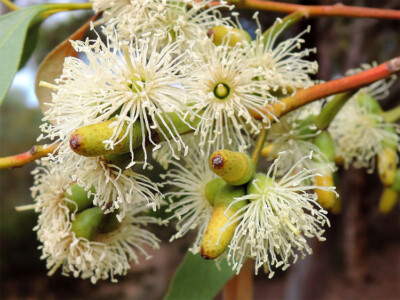 Eucalyptus utilis - Coastal Moort - 50 Seeds | eBay Australia