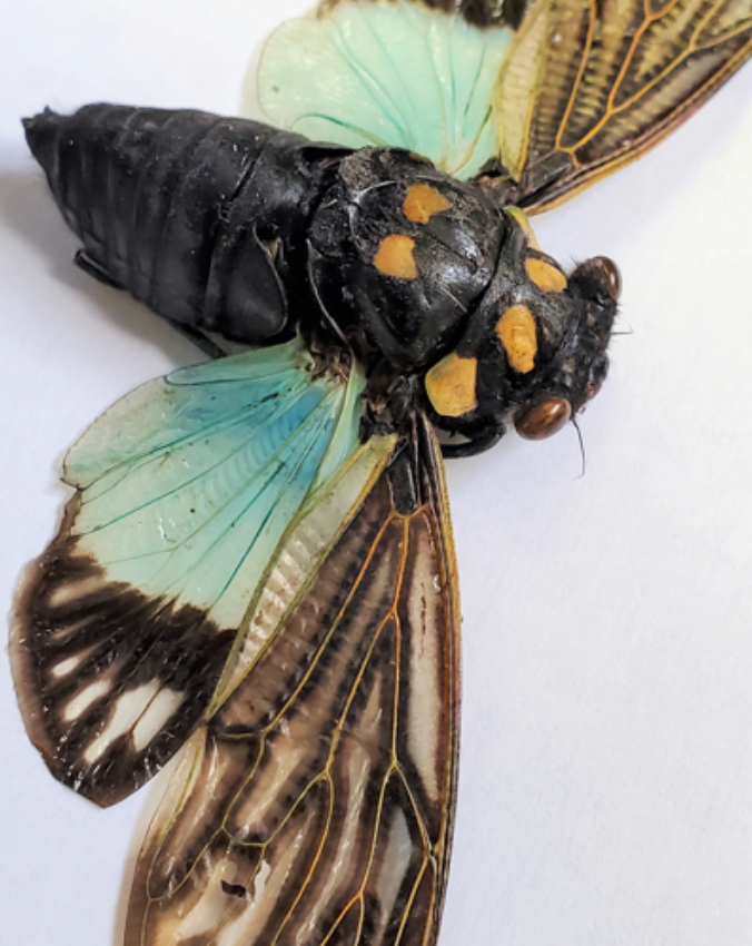Blue Cicada Tosena splendida SPREAD insect BIG! | eBay