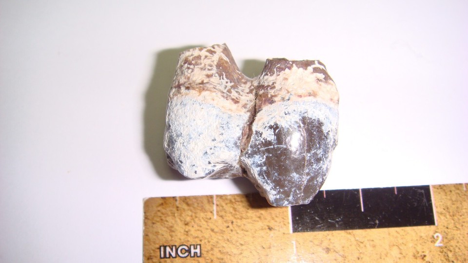 HP14 Fossil Mammal Hell Pig Archaeotherium Oligocene South Dakota Lower ...