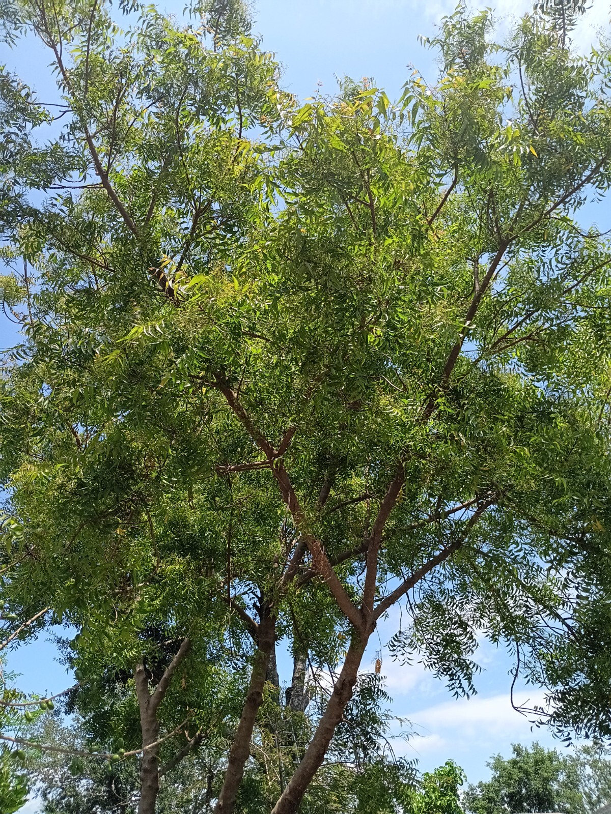 Neem Tree Azadirachta indica 5"- 7" Tall Live Plant | eBay