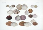 1931 Japanese Exotic Sea Shells - Bittersweet & Lucine Clams Clam 13 ...