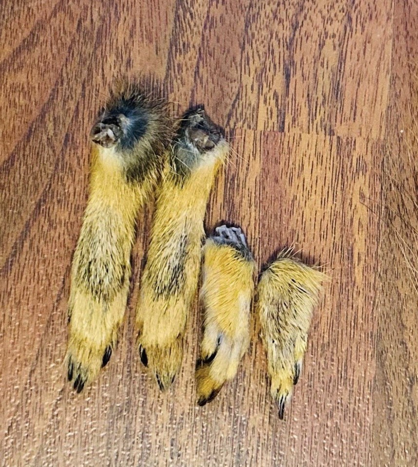 Gray & Red Squirrel Feet - Taxidermy/Oddity/Curiosity/Crafting | eBay