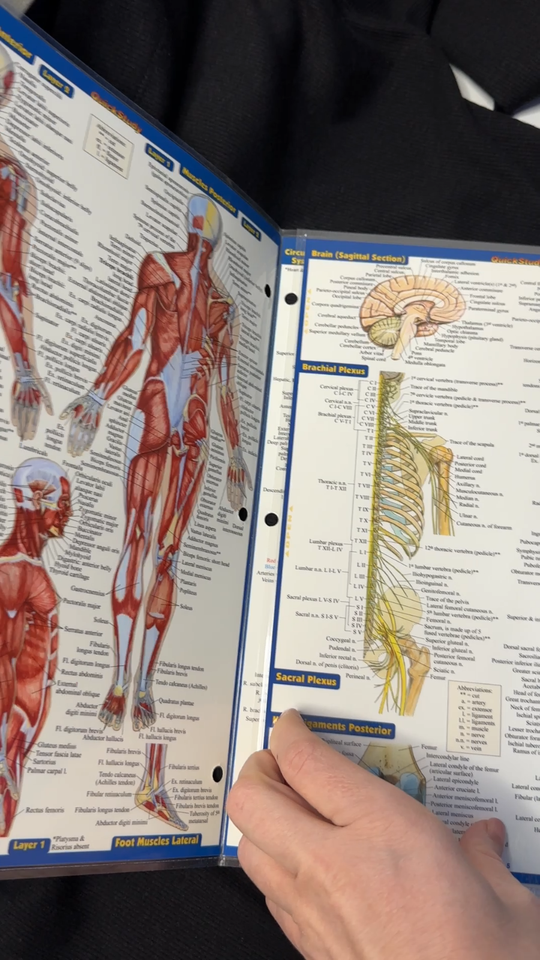Anatomy Quickstudy Laminated Reference Guide Medical Anatomy Chart | eBay