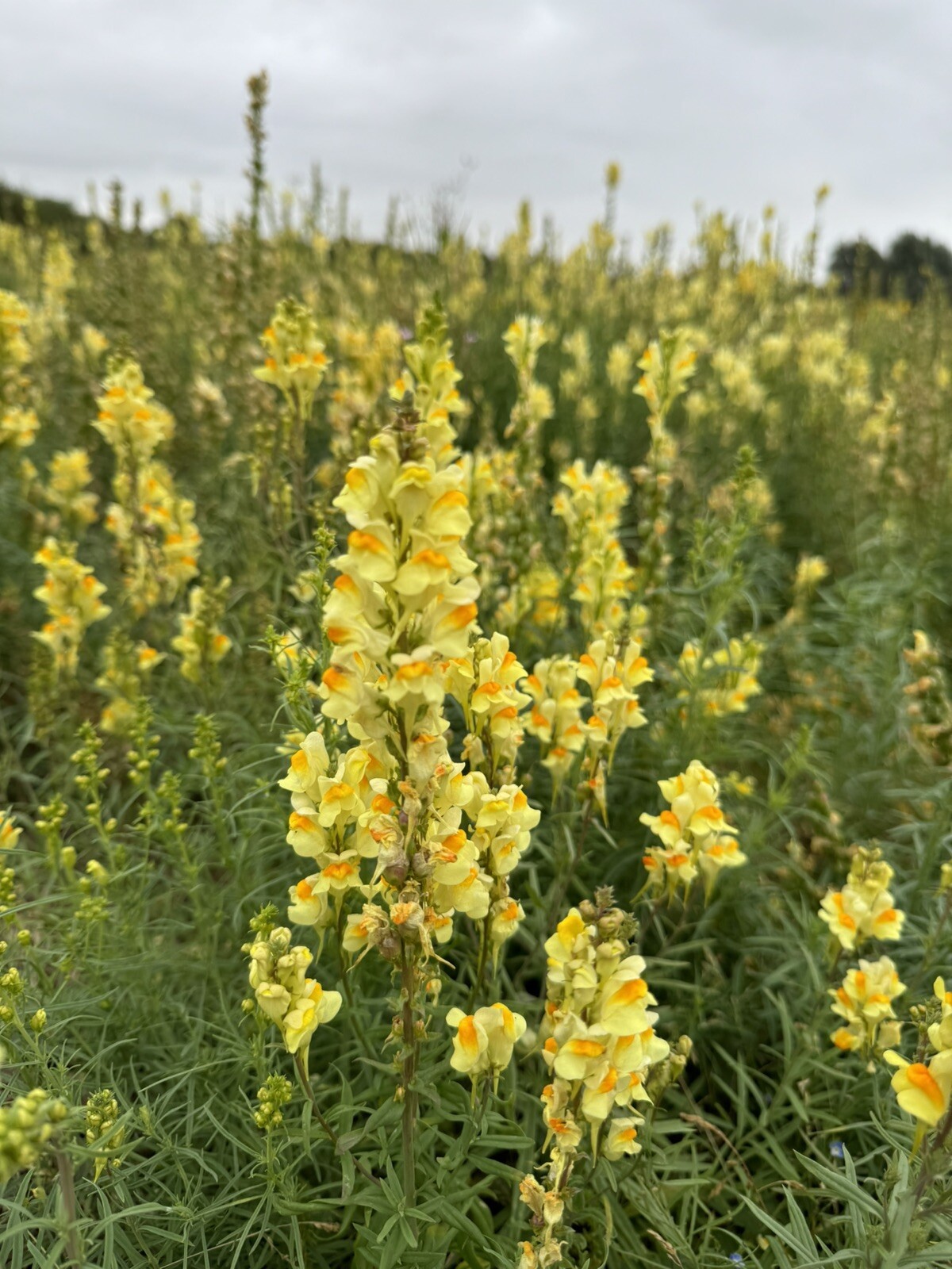 Common Toadflax - Linaria vulgars - 200 Seeds - Hardy Perennial Flower ...