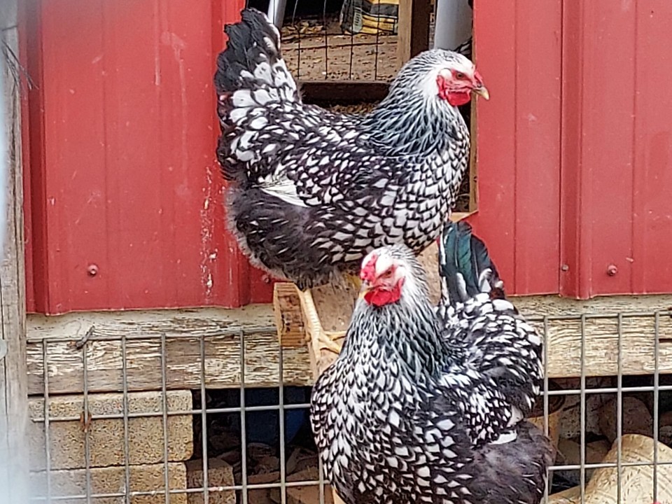 6 Purebred Silver Laced Wyandotte Chicken Fertile Hatching Eggs | eBay