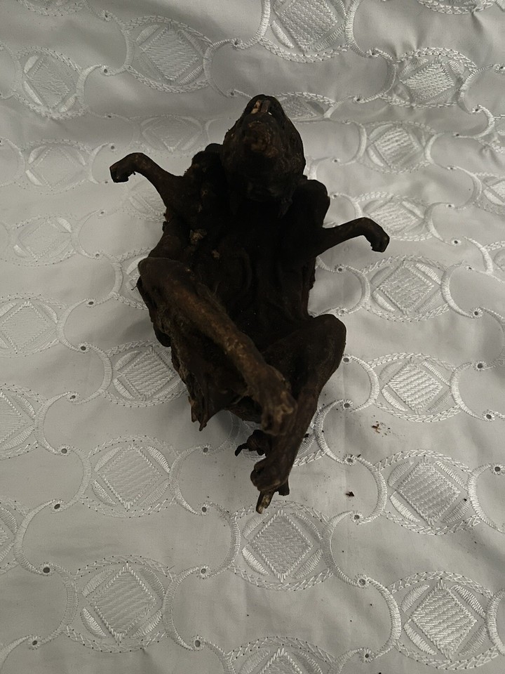 Auténtica Okete, Rata Gigante Entera, NO ES JUTIA, Eku,eja,aguado ...