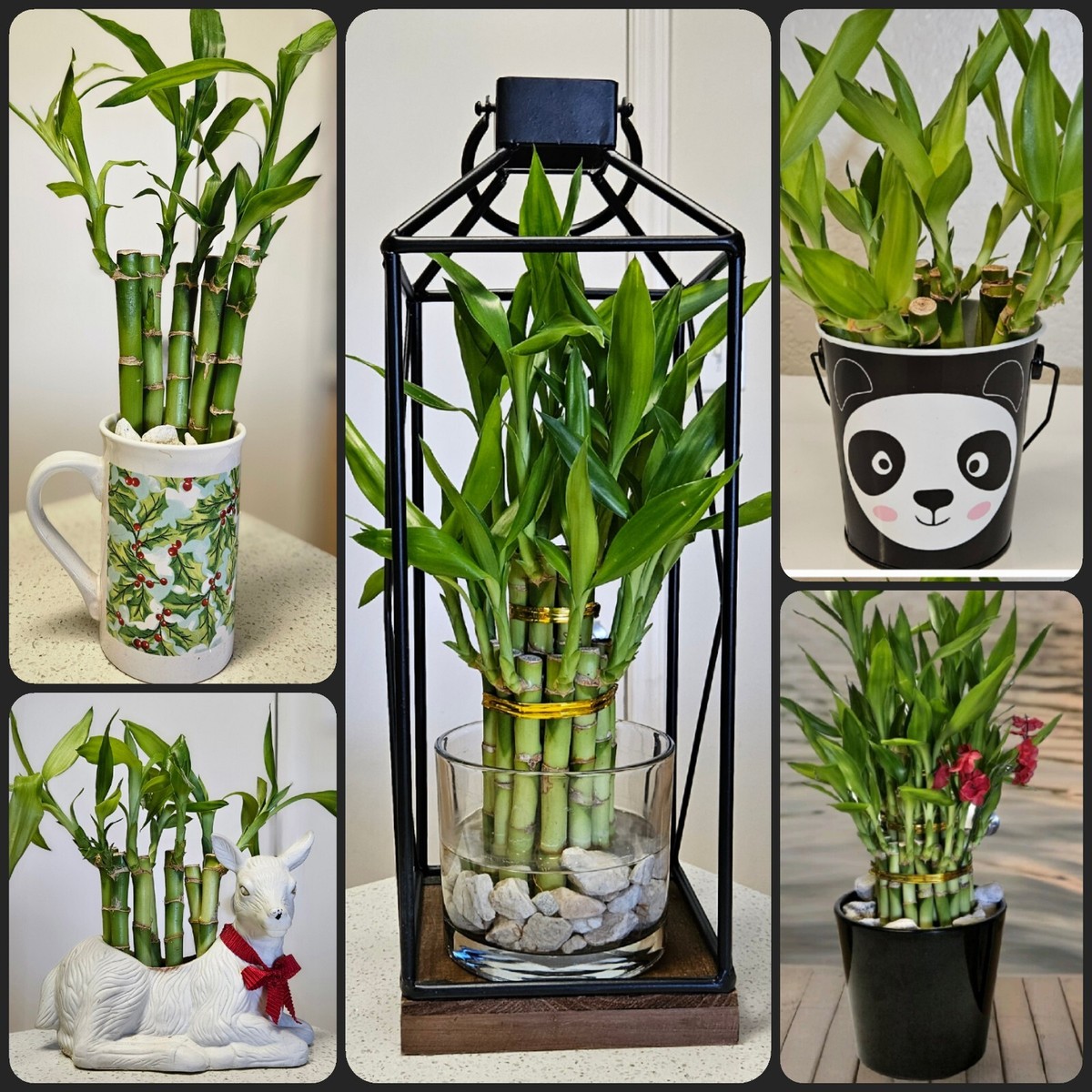 Bamboo Tree 10 Lucky Bamboo Plants 6 Inches Each - Live Indoor ...