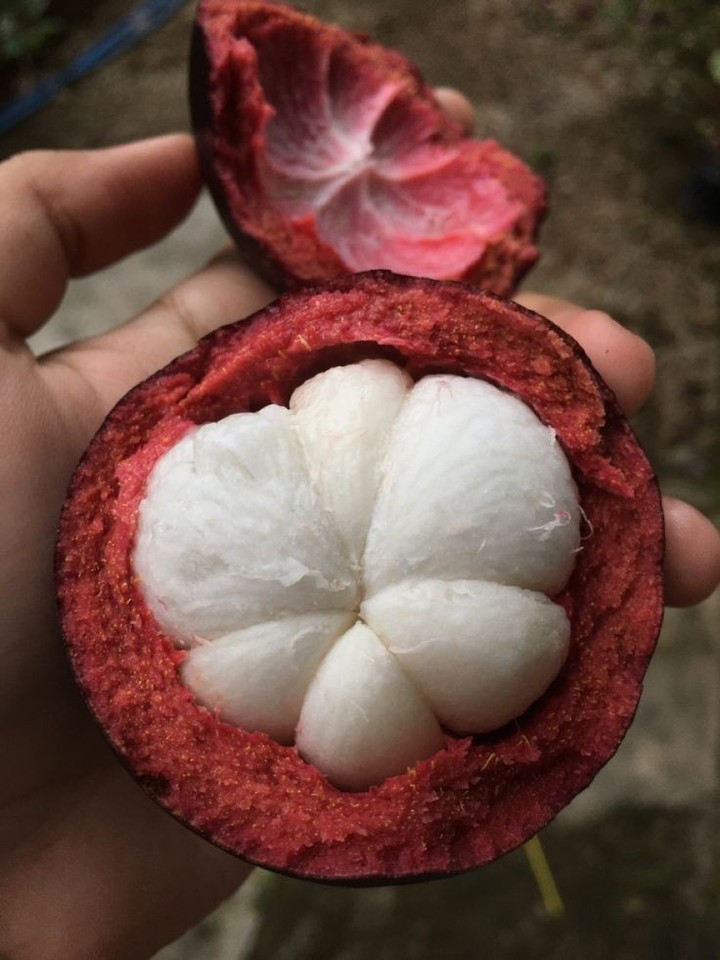 20 Mangosteen seeds (Garcinia mangostana) tropical fruit tree seeds | eBay