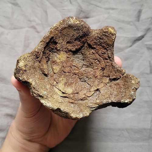 Rare Huge Pliosaur Sp Vertebra Bone Fossil From The Uk Jurassic ...