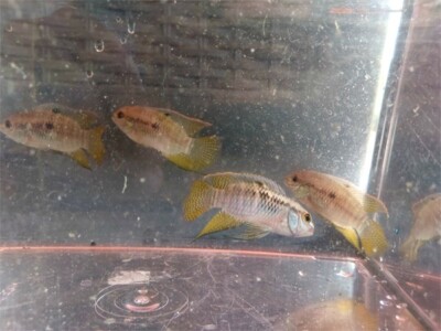 TWO 2'' Dwarf Flag Cichlid | eBay