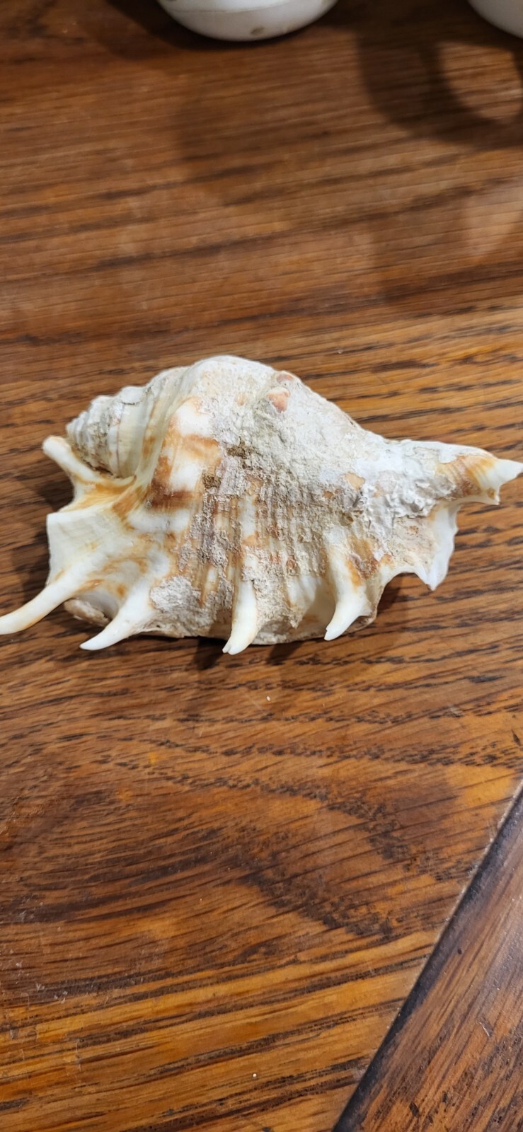 Small Conch shell brown & white Lambis Shells | eBay