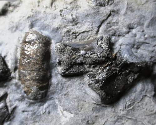 British Triassic reptile fossil vertebraes - Pachystropheus - Bristol ...