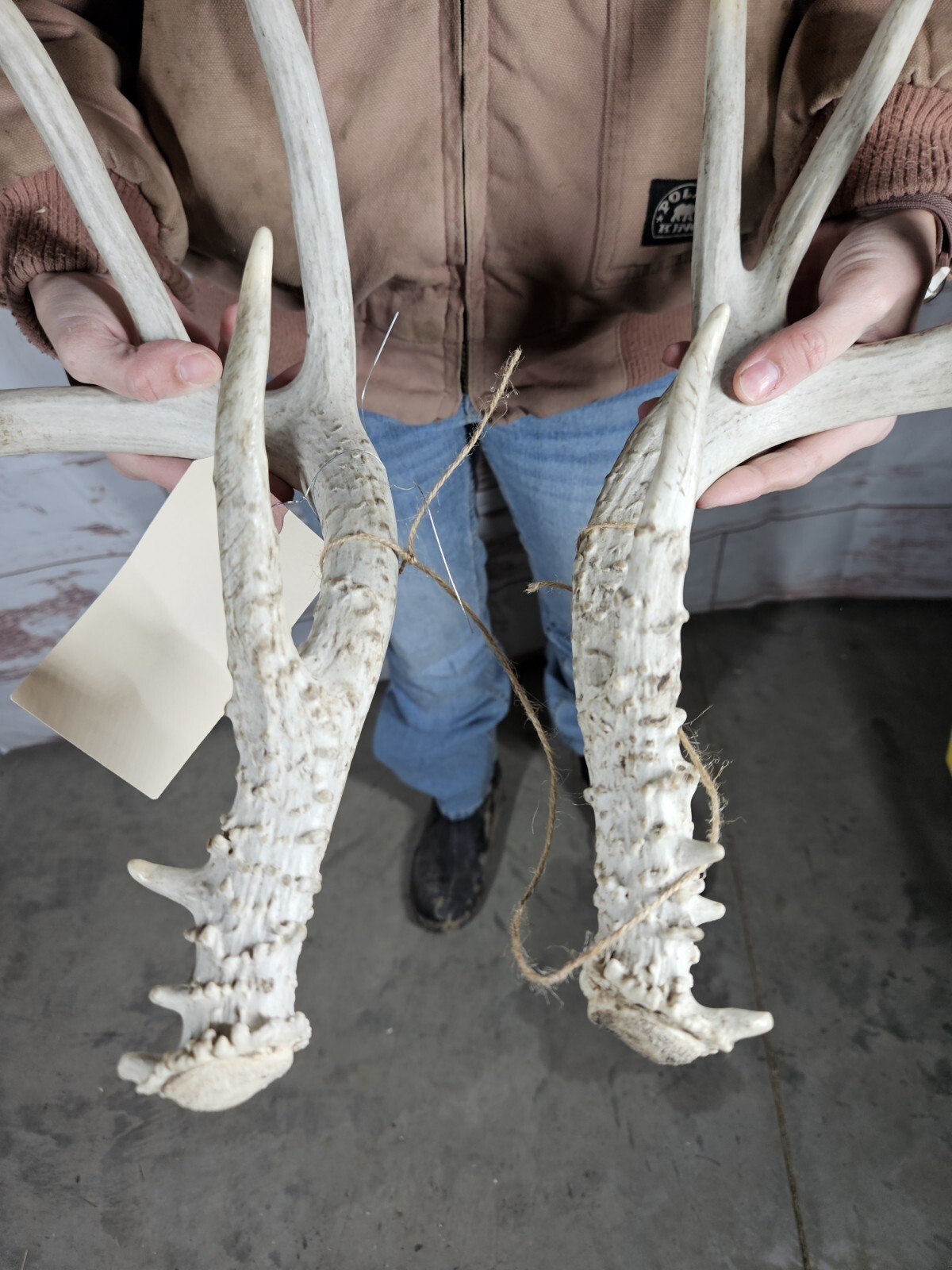 Farm Whitetail Deer Antler Rack Horn Shed Set 127" Man Cave 10 Point | eBay