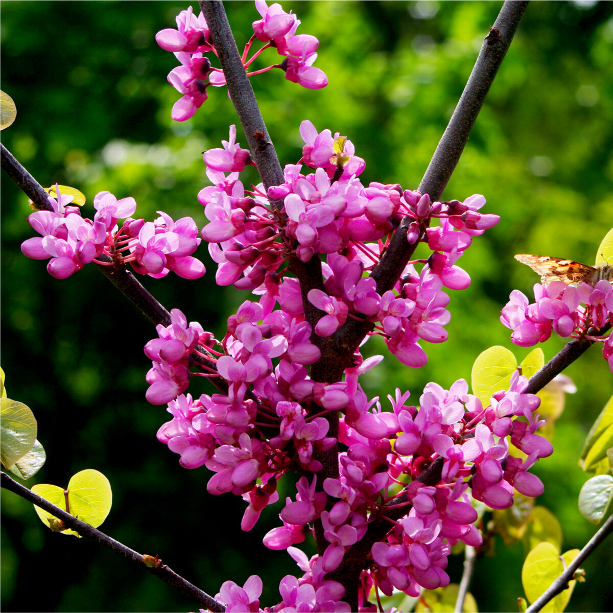 Eastern Redbud Leaf