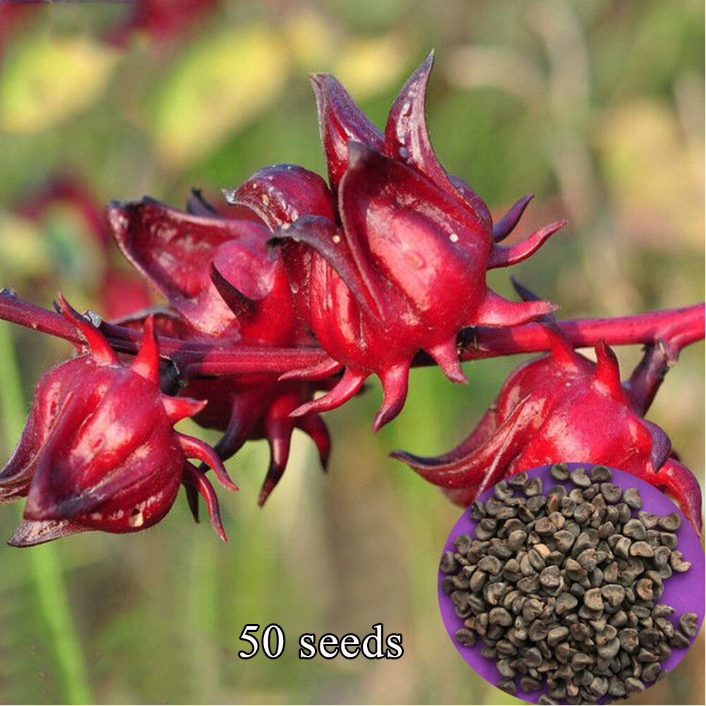 Jamaican Red Sorrel