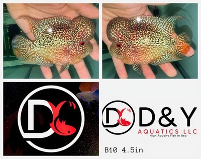 B10 - Live Aquarium Flowerhorn Fish - Kamfa F2 2 Tone Red/ Orange - Big ...
