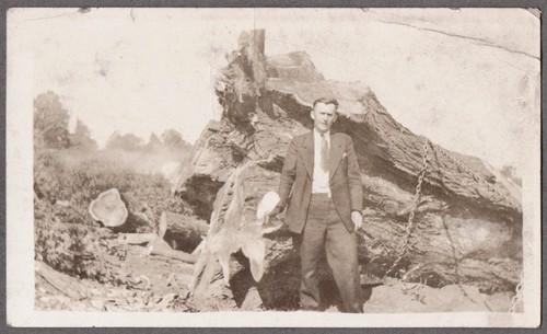 2 VINTAGE HUGE TREE BEING CUT DOWN CROSSCUT SAW TIMBER LOGGING OLD ...