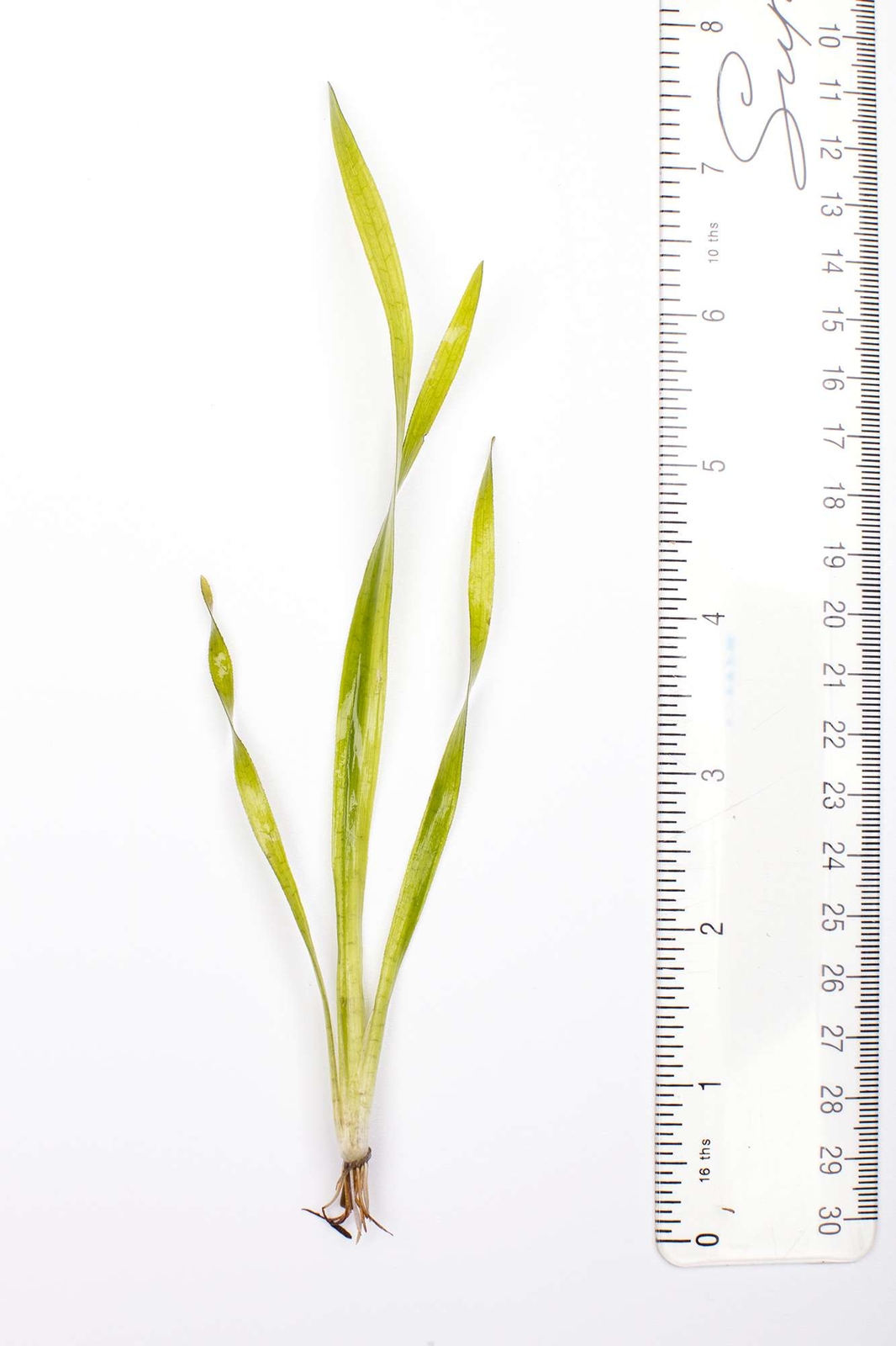 TWISTED VALLIS Corkscrew - 5 to 50 Live Plant for Tropical Aquarium ...