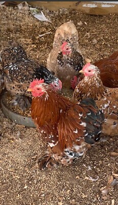 6+Bantam Calico Cochin fertile Hatching Eggs NPIP Certified | eBay